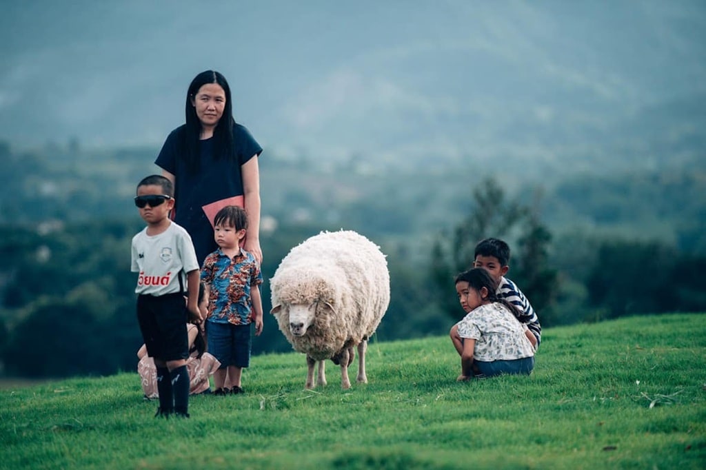 Yama Mitsu Sheep Farm Opens Its Gates In Chiang Rai