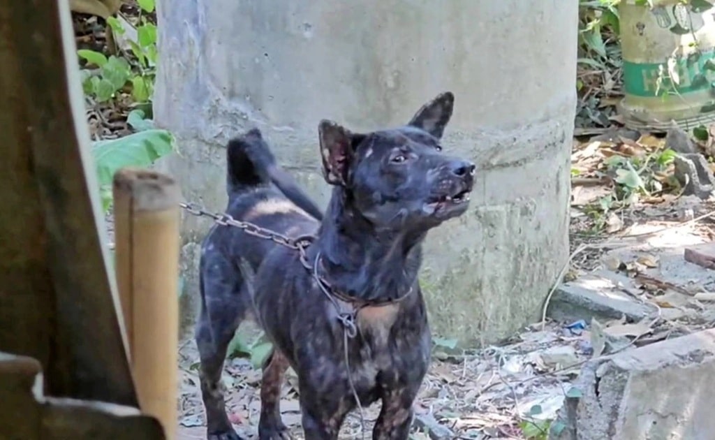 Pet Dog Mauls Elderly Man To Death In Central Thailand