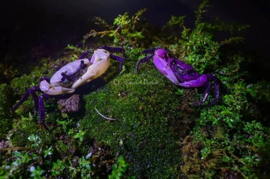 Rare Purple Crab Amazes Experts At Thailand’s Kaeng Krachan National Park