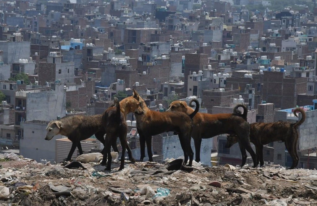 Supreme Court Of India Orders Stray Dogs Rounded Up And Caged