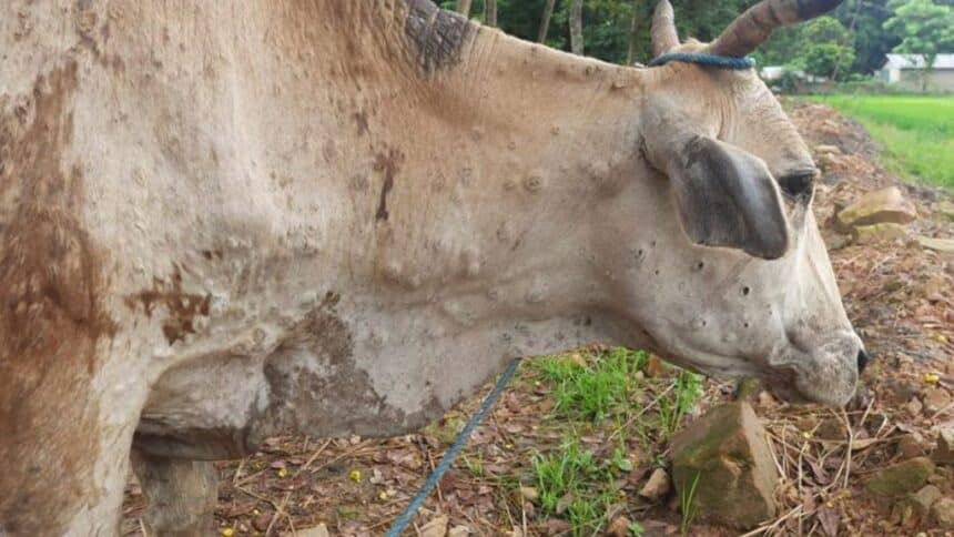 Livestock In Chiang Rai To Be Vaccinated Against Lumpy Skin Disease