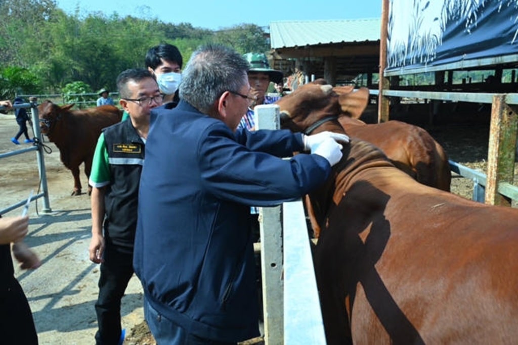 Livestock In Chiang Rai To Be Vaccinated Against Lumpy Skin Disease