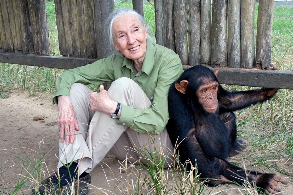 Dame Jane Goodall, Pioneering Primatologist, Dies At 91
