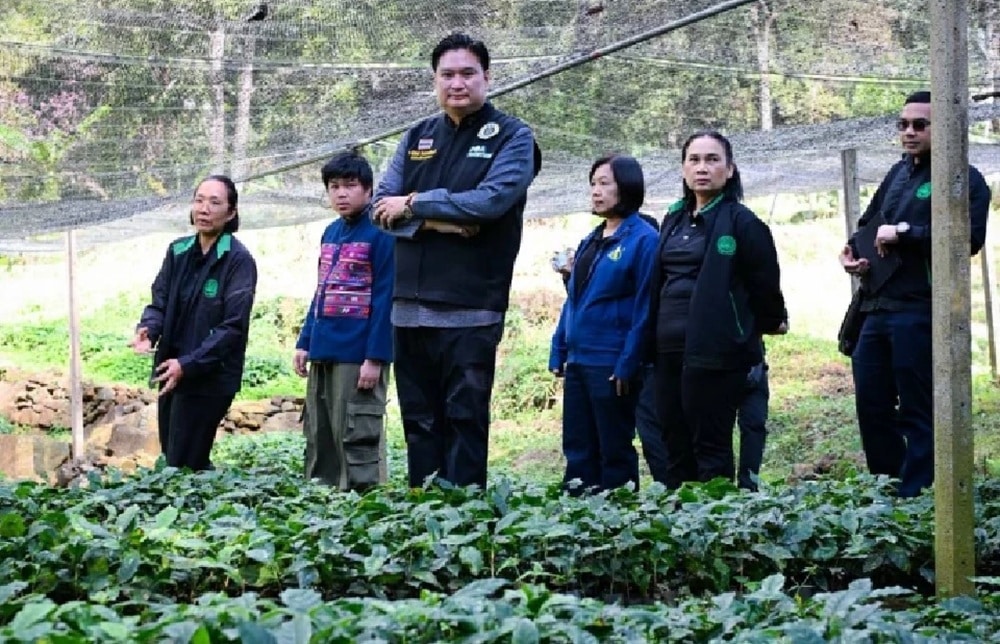 Agriculture Department Launches Arabica Coffee Tree Project In Chiang Rai